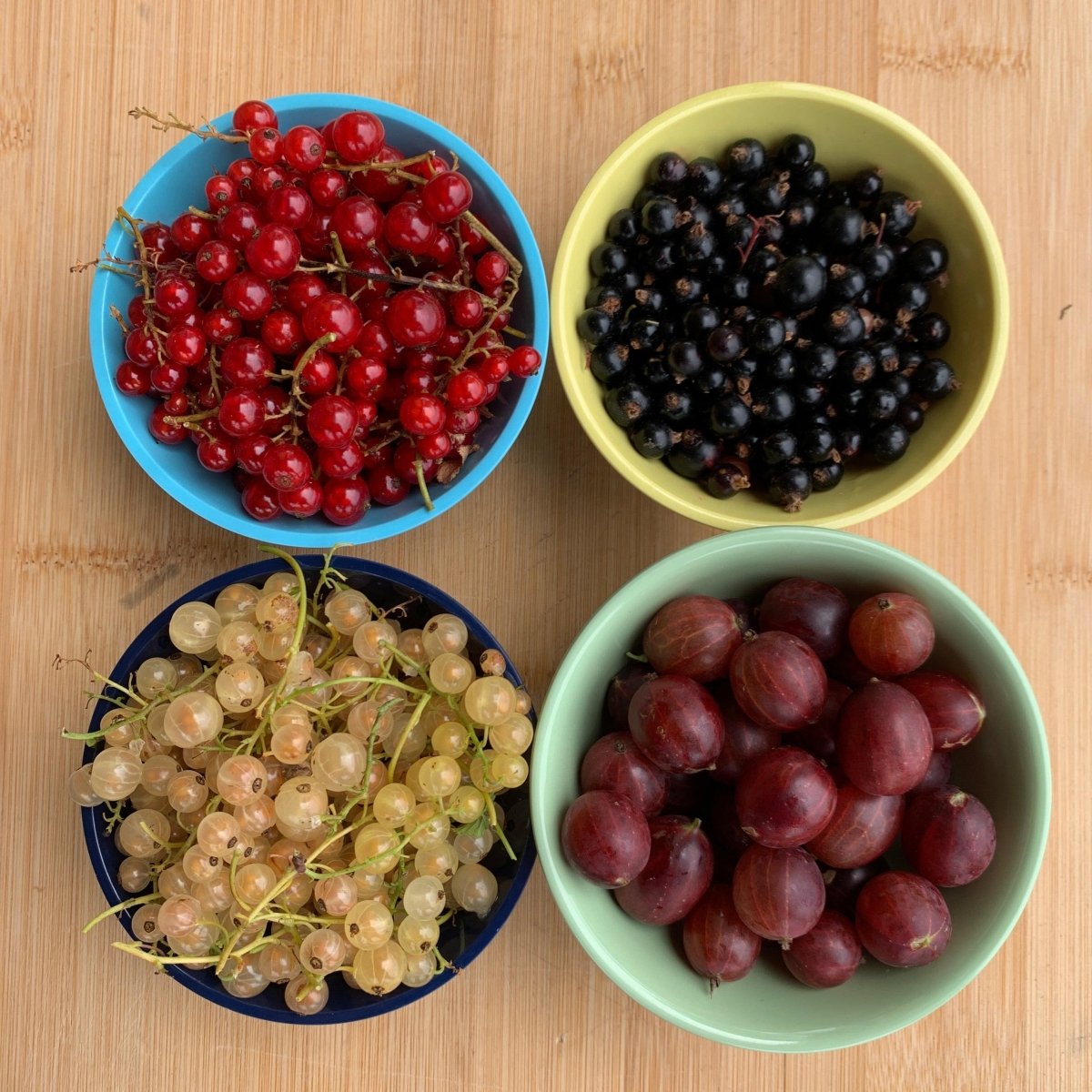 Currant Cuttings – Dingdong's Garden