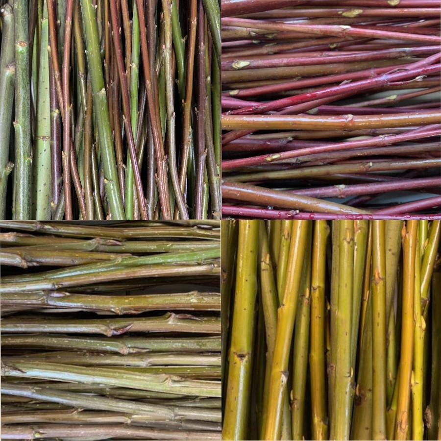 Willow & Poplar Cuttings – tagged "Plant_Willows - Structures ...