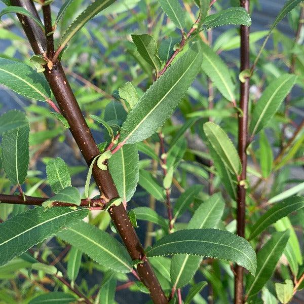Black Maul Willow Cutting – Dingdong's Garden