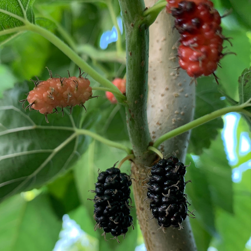 Callie's Delight Contorted Mulberry Cutting – Dingdong's Garden