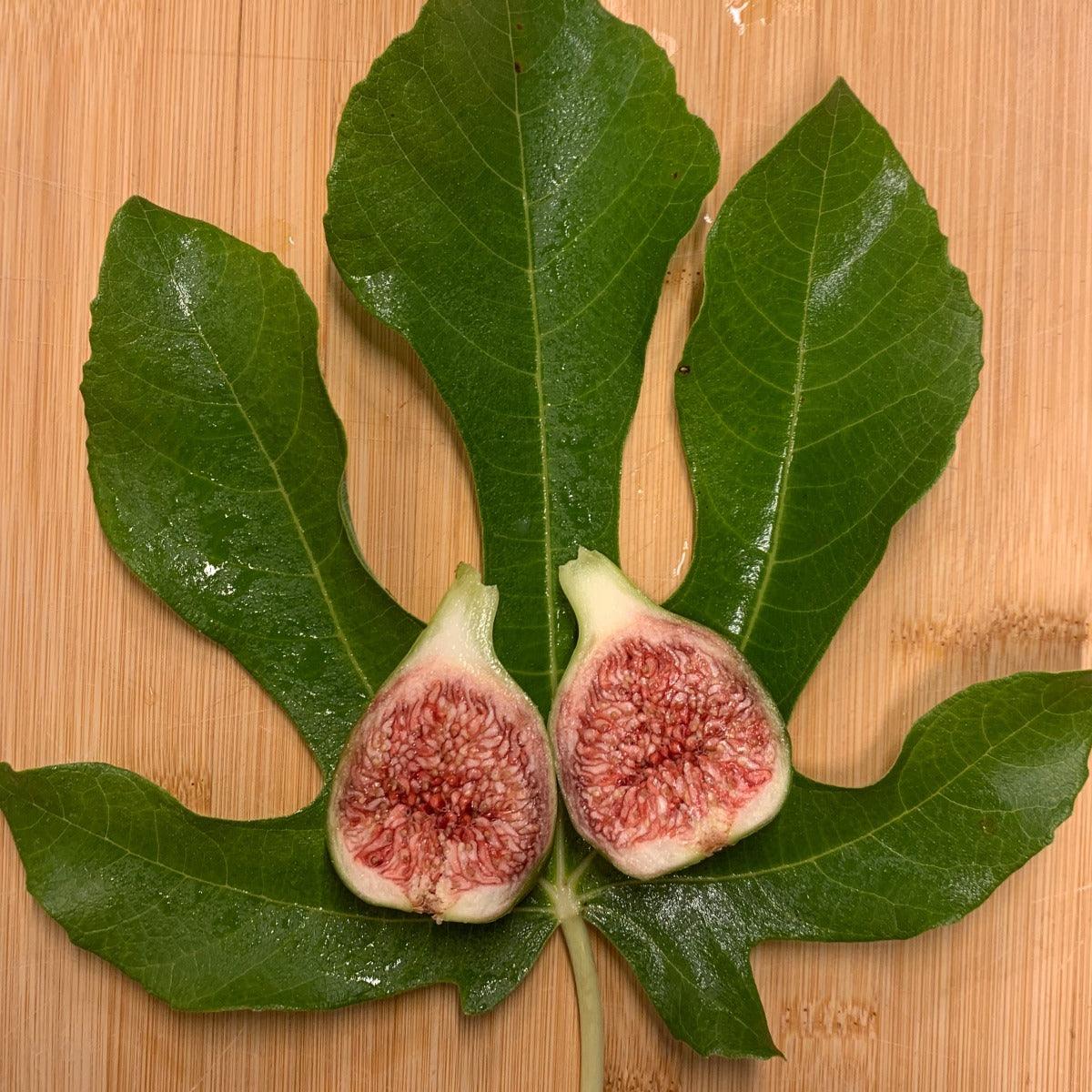 Atreano Fig Cutting – Dingdong's Garden