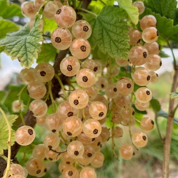 Imperial White Currant Cutting – Dingdong's Garden