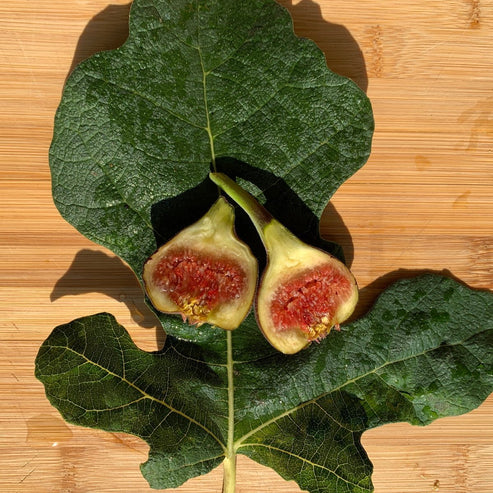 Makedonia Dark Fig Cutting – Dingdong's Garden