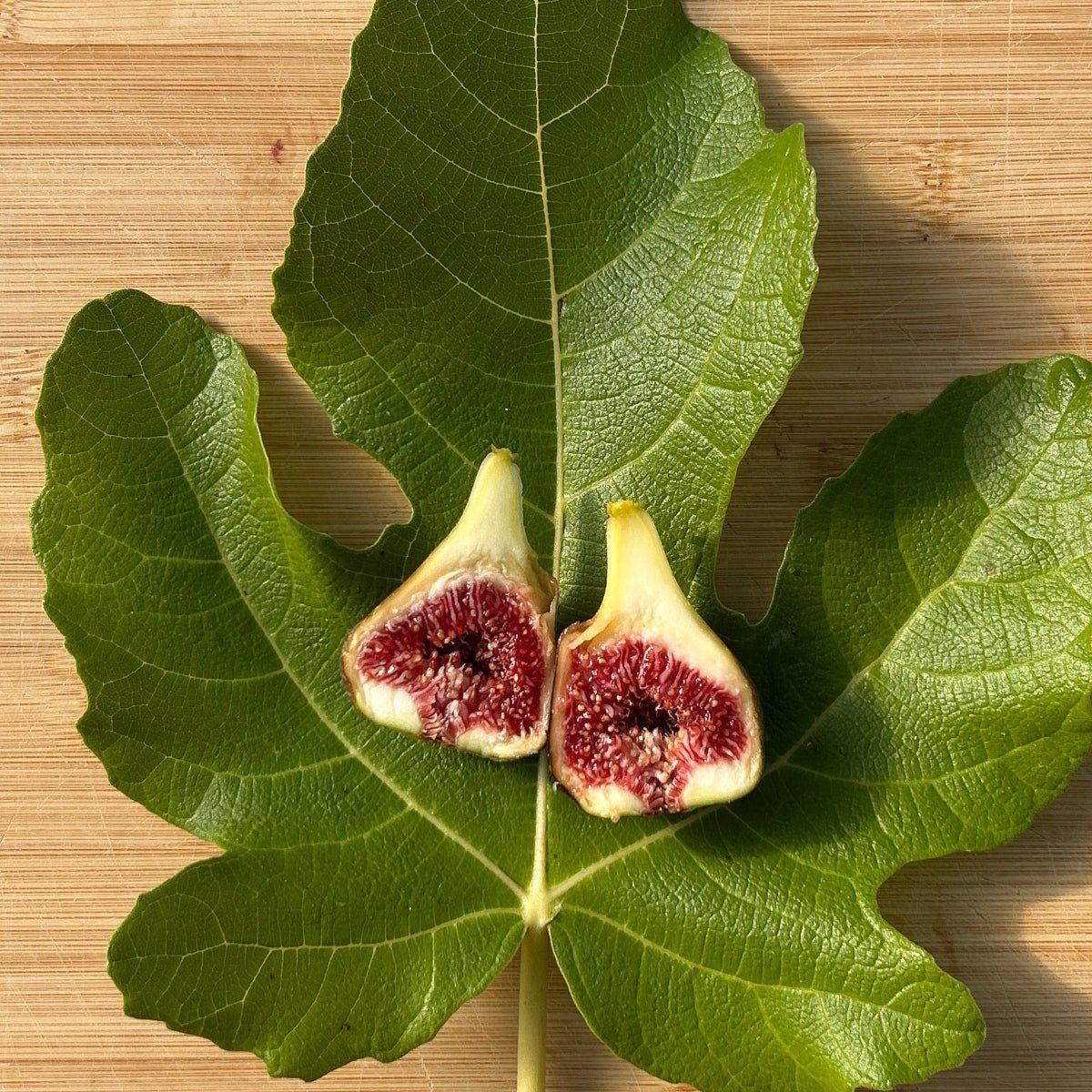 Palermo Red Fig Cutting – Dingdong's Garden
