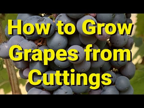 Concord Table Grape Cutting – Dingdong's Garden
