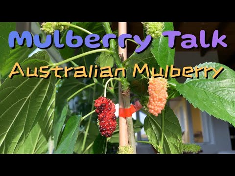Mulberry Cuttings – Dingdong's Garden