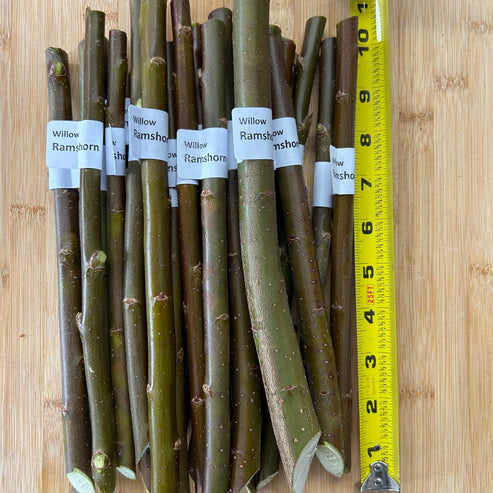 Ramshorn Willow Cutting – Dingdong's Garden