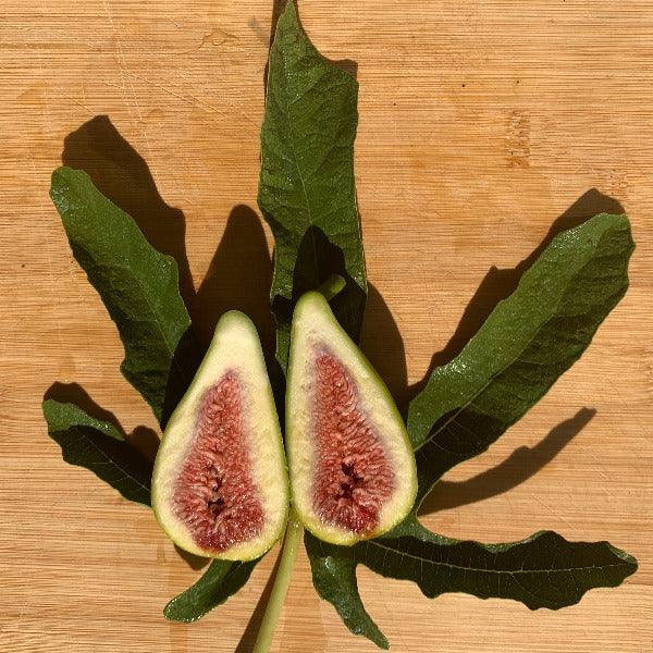 Stella Fig Cutting – Dingdong's Garden