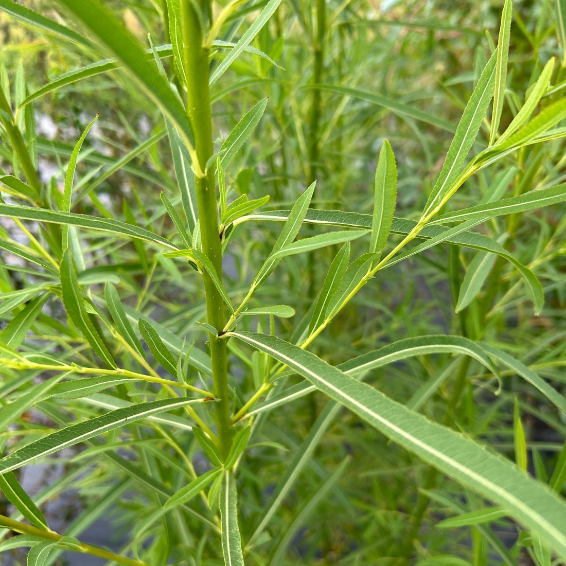 Tenuijulis Willow Cutting – Dingdong's Garden
