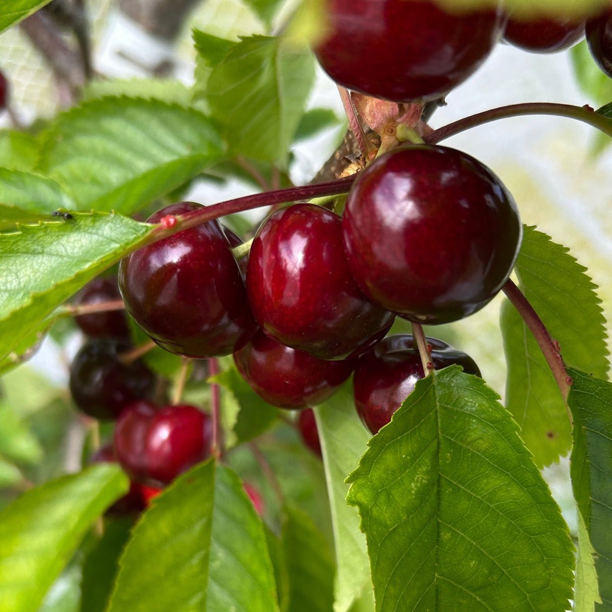 Van Cherry Scionwood – Dingdong's Garden